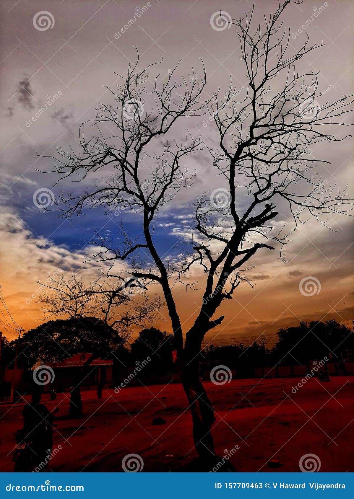 Dramatic Sky Over the Dry Tree on the Ground Stock Image - Image of ...