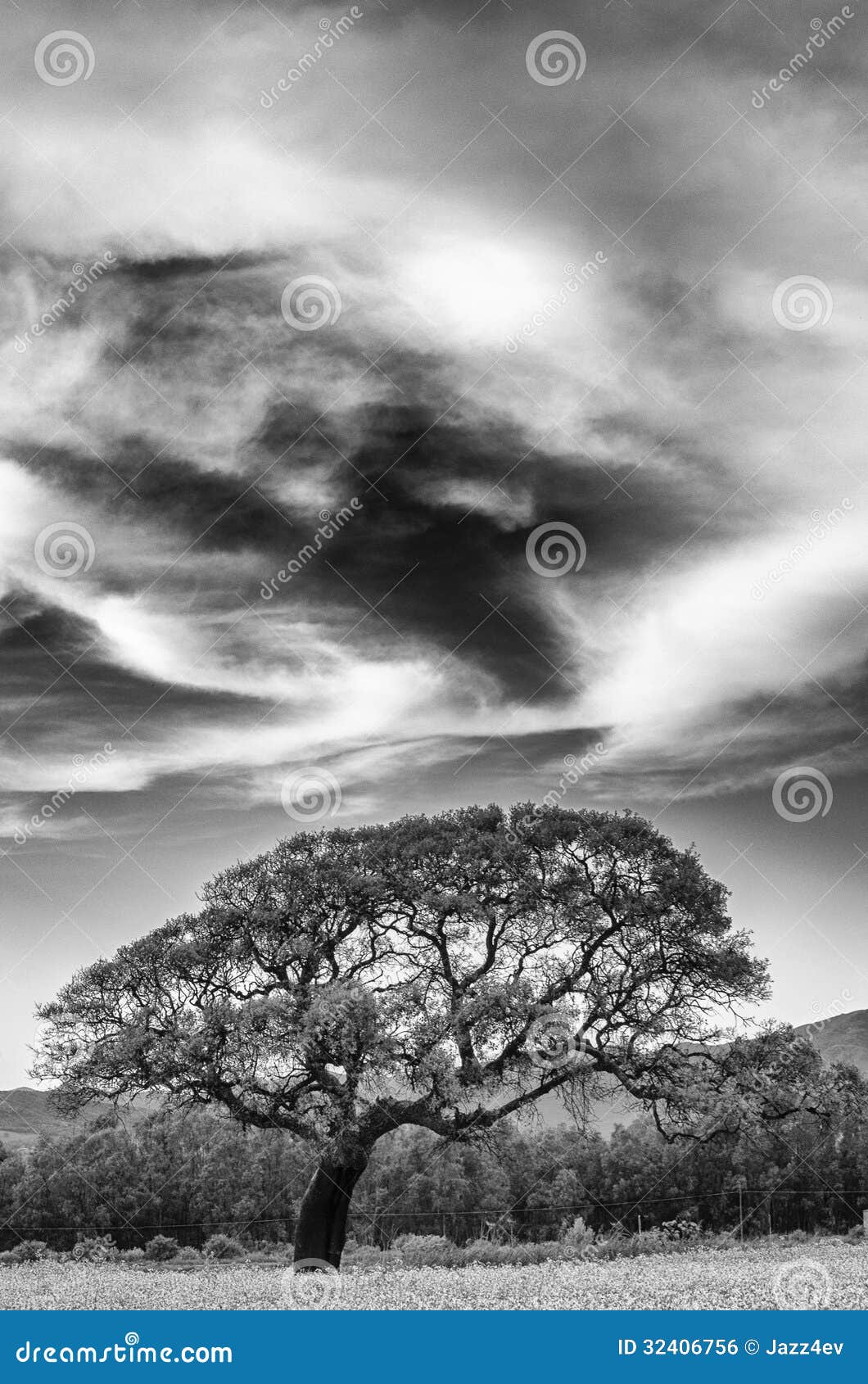 Dramatic sky and tree stock photo. Image of white, dramatic - 32406756