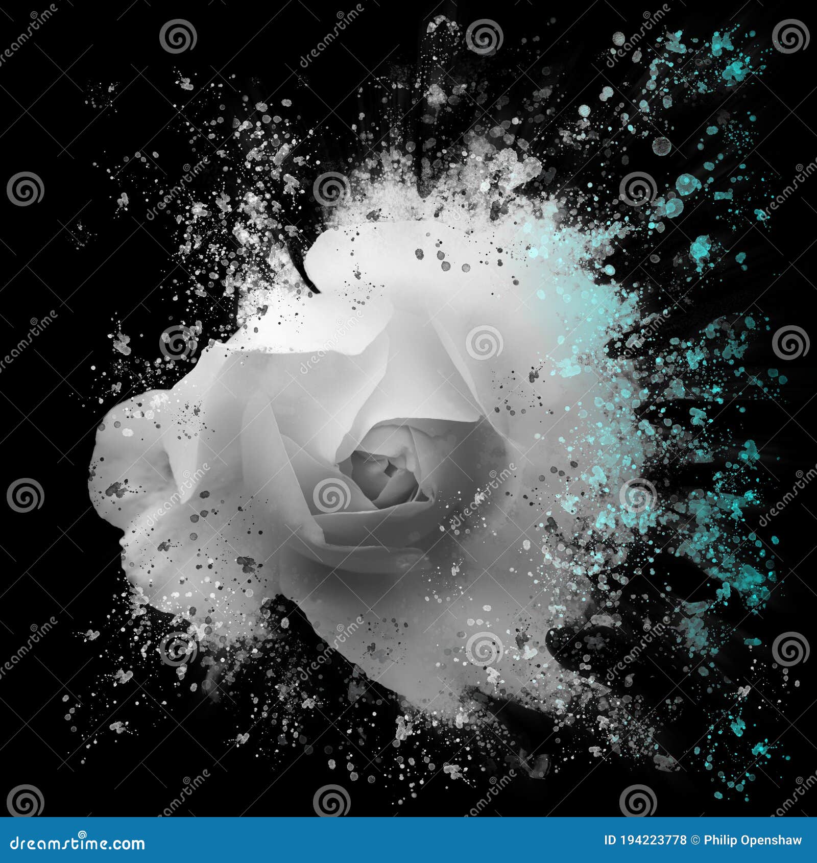 Dramatic Splash Effect Single White Rose Floral Art with Blue ...