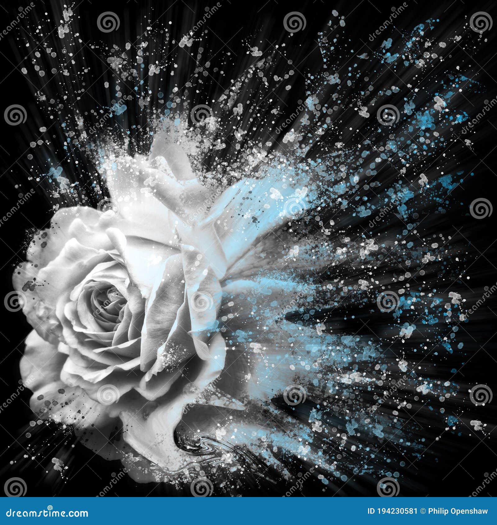 Dramatic Splash Effect Single White Rose Floral Art with Blue ...