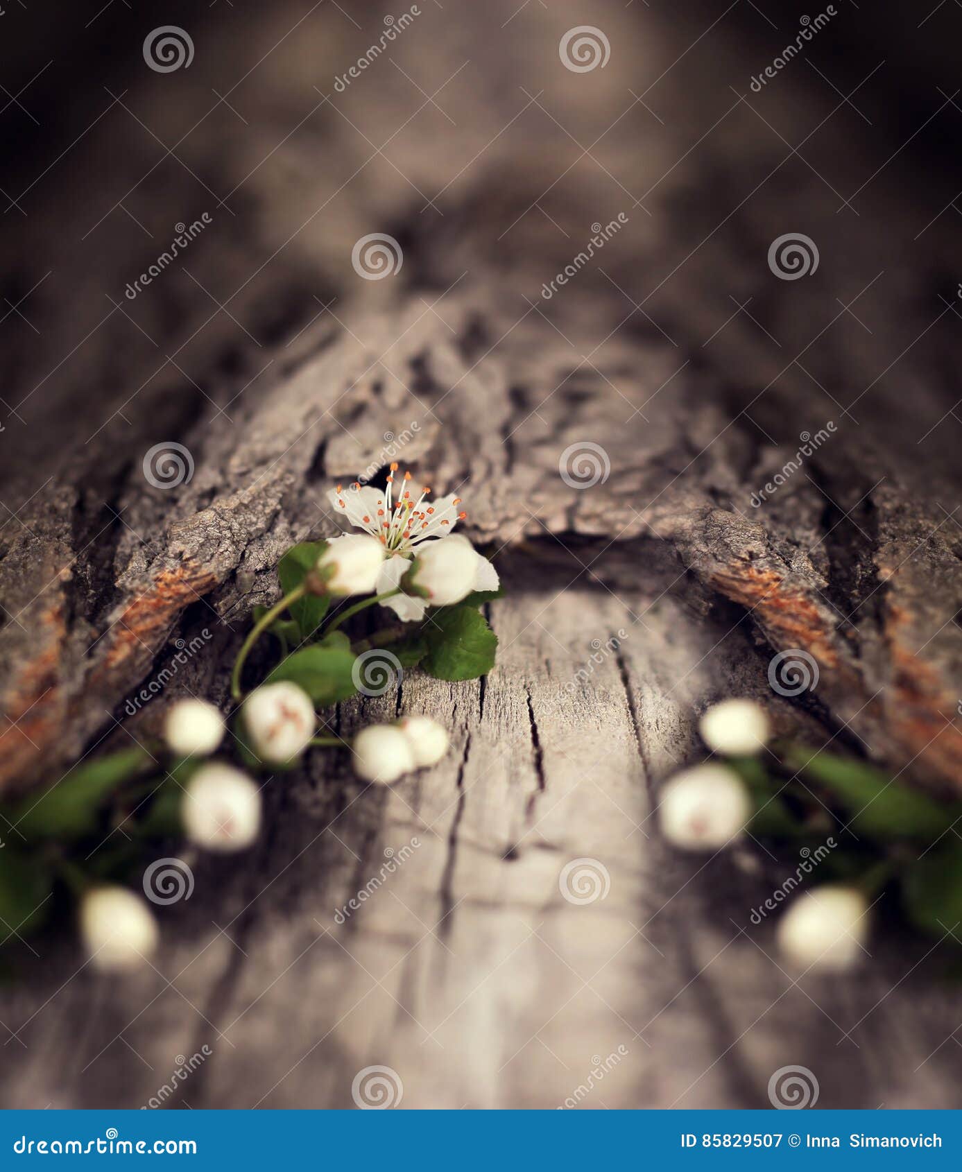 Dramatic Spring Flowers on a Rustic Wooden Background. Blurred S Stock ...