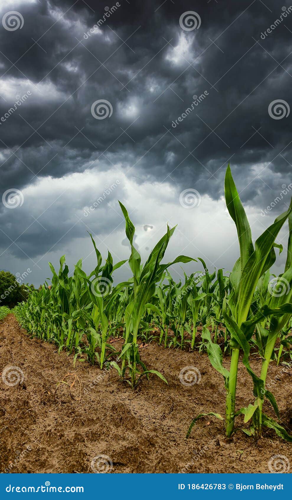 Dramatic Storm Over Corn Fields. Stock Image - Image of agriculture ...