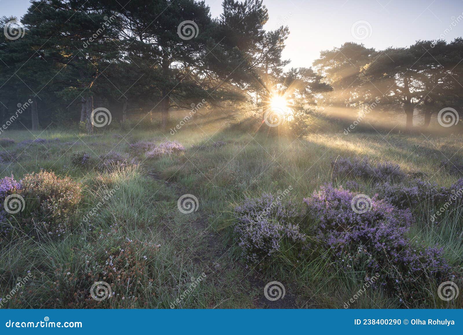 Dramatic Sun Rays Over Meadow with Blooming Heather Stock Photo - Image ...