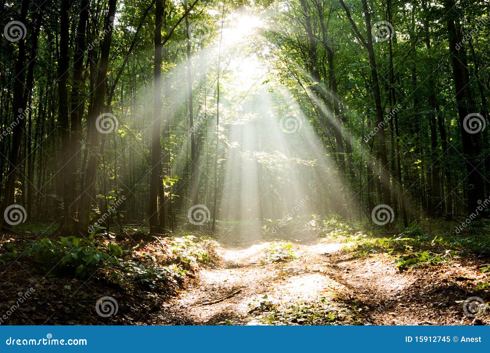 Dramatic Sunlight in Morning Woods Stock Image - Image of sunrise, mist ...