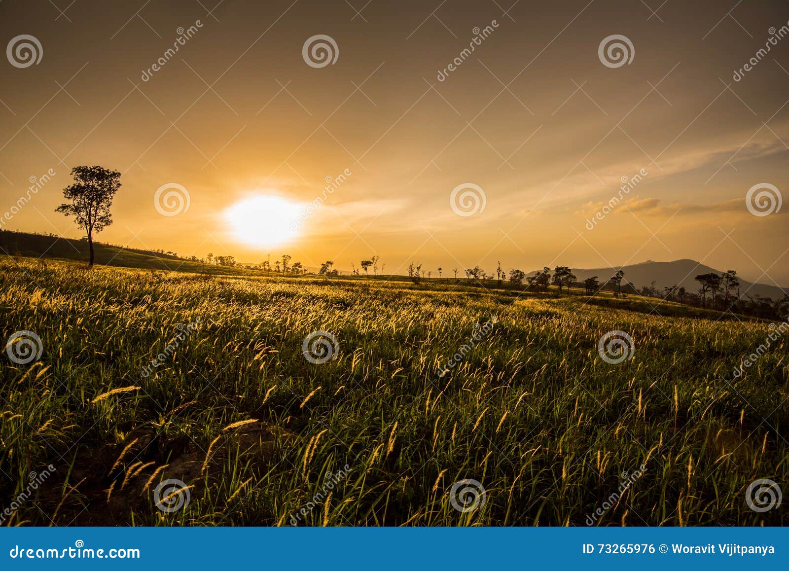 25,833 Meadow Dramatic Light Stock Photos - Free & Royalty-Free Stock ...
