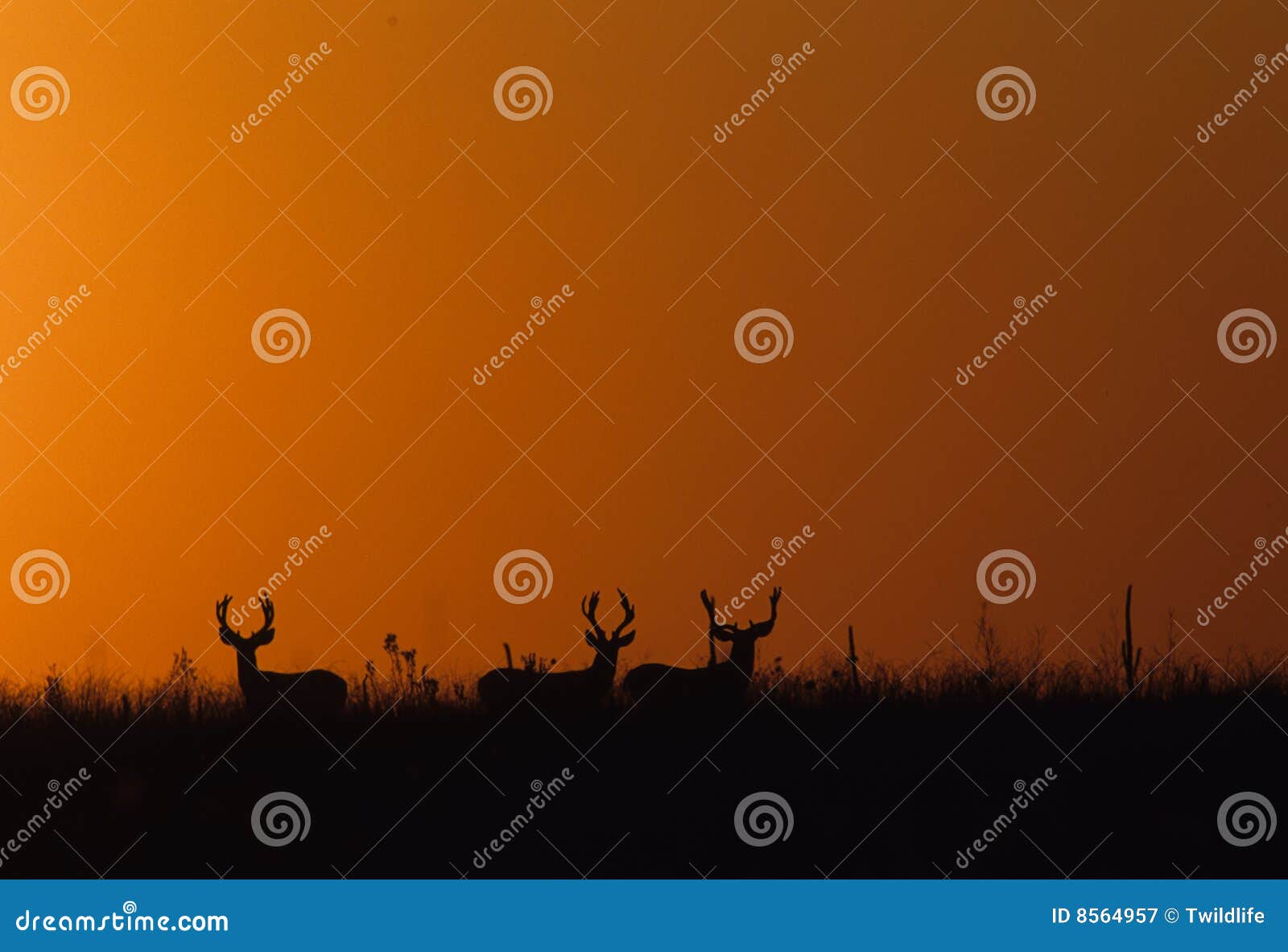 Dramatic Sunset with Mule Deer Stock Image - Image of animals, wildlife ...