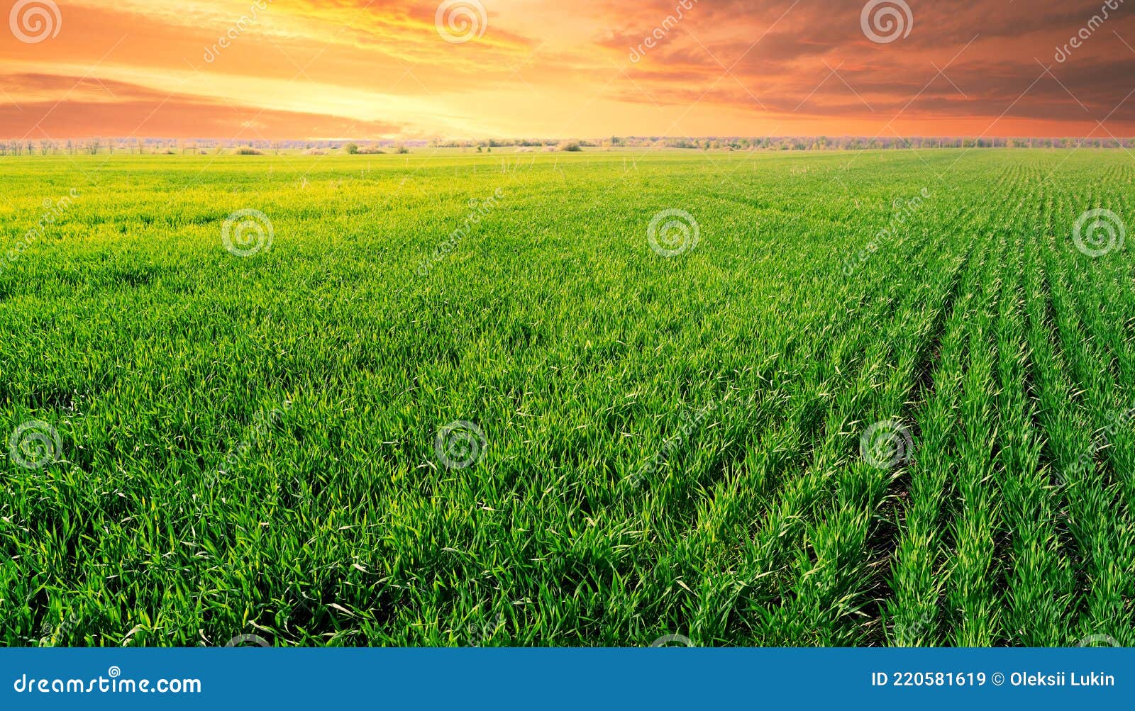Dramatic Sunset Over Field with Green Grass Stock Image - Image of ...