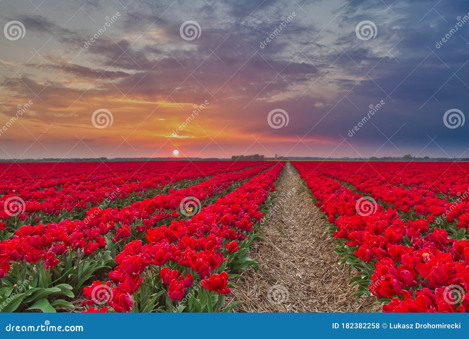 Dramatic Sunset Over a Tulip Field Stock Photo - Image of field ...