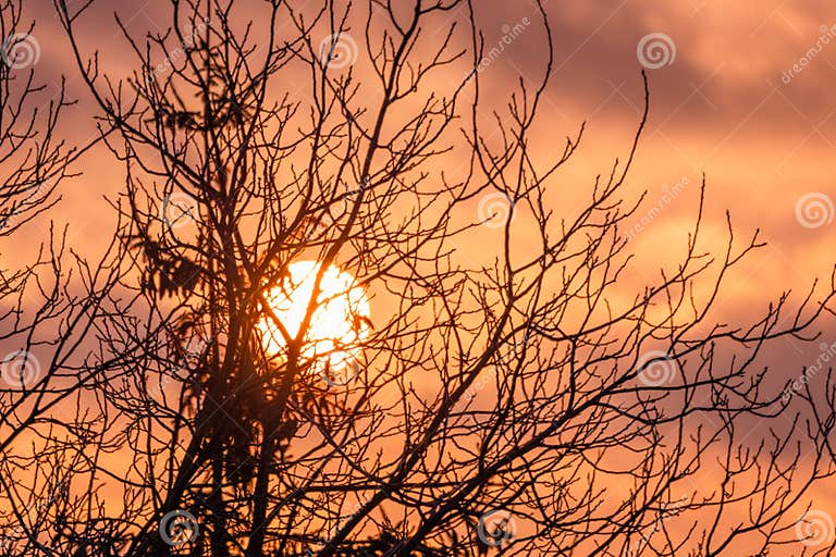 Dramatic Sunset through Tree Branches Close-up. an Epic Dawn, Sunset ...
