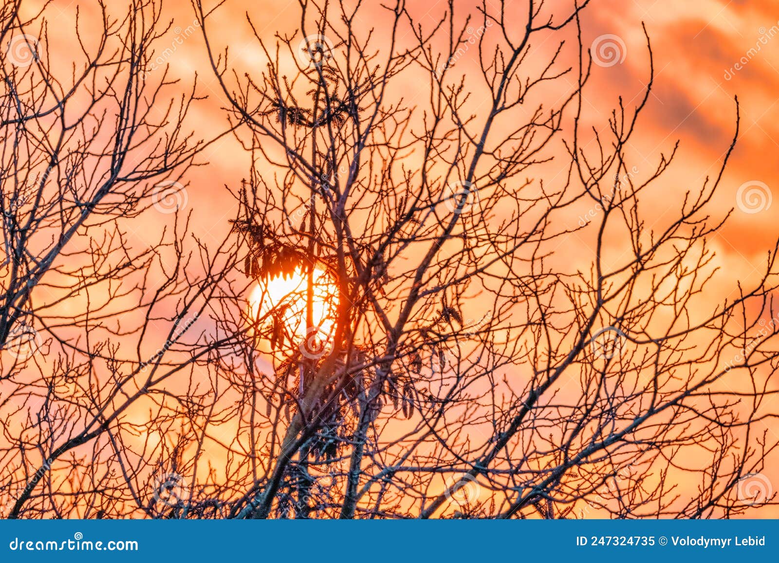 Dramatic Sunset through Tree Branches Close-up. an Epic Dawn, Sunset ...