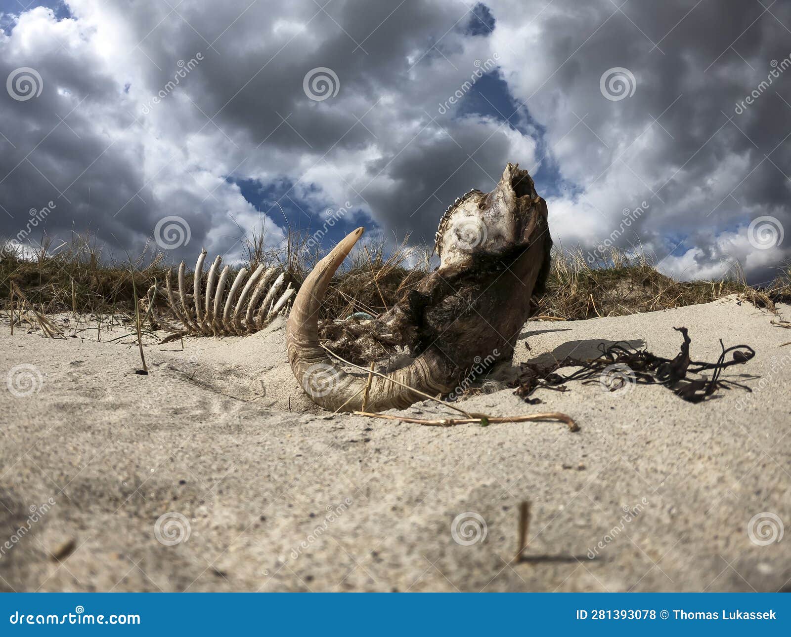 Dramatic Timelapse of Ram Skeleton Lying Upside Down on Dry Sand Stock ...
