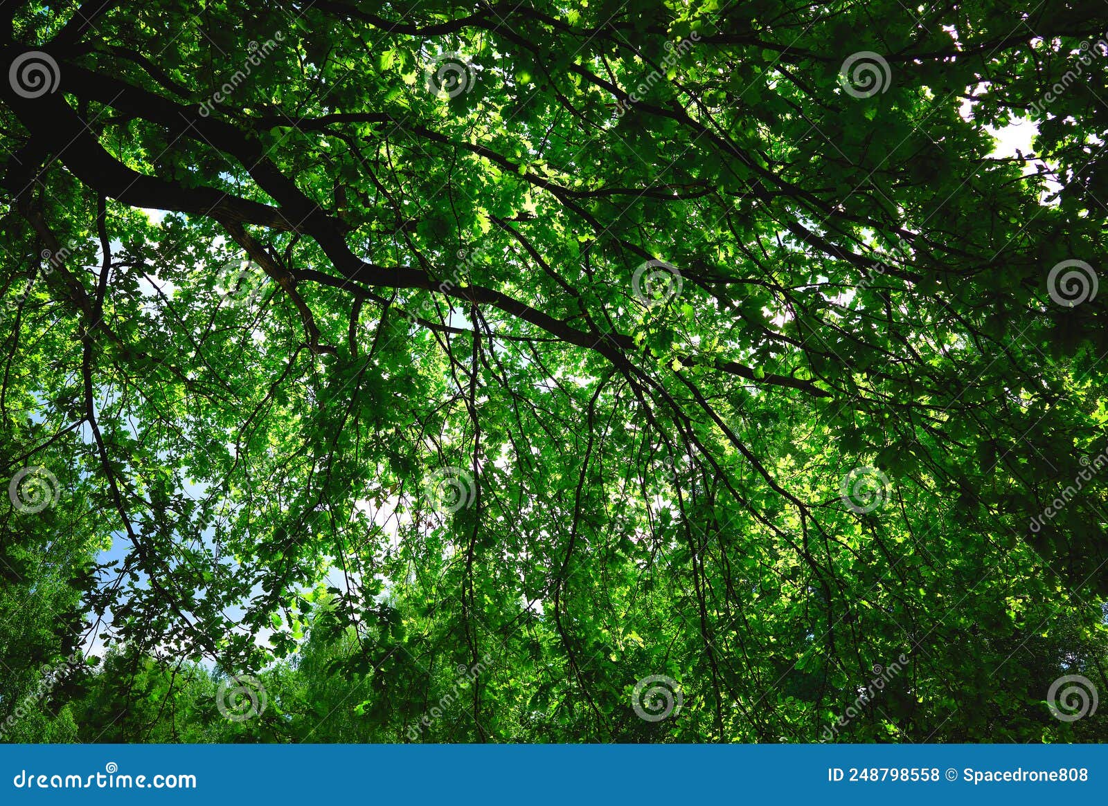 Dramatic Tree Branch with Summer Foliage Stock Photo - Image of ...
