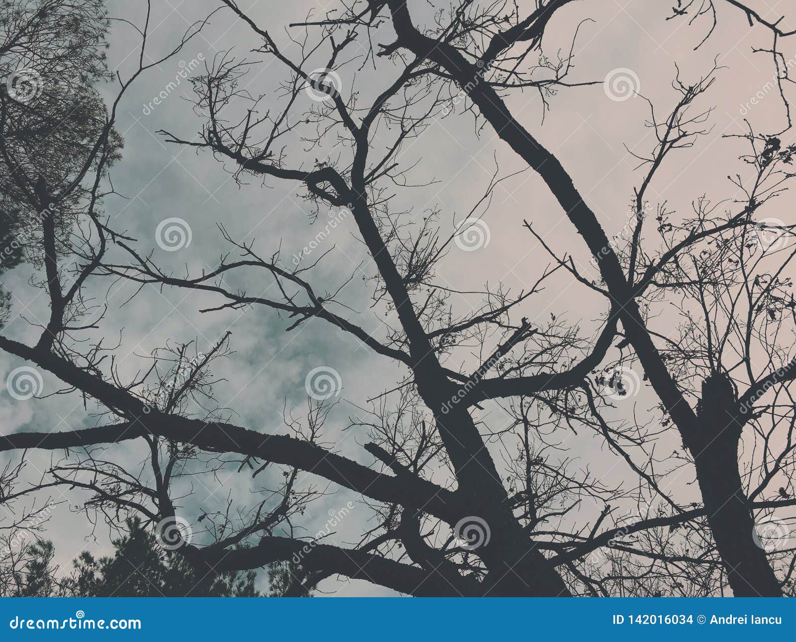 Dramatic Tree Branches Over a Dark Sky Stock Photo - Image of feeling ...