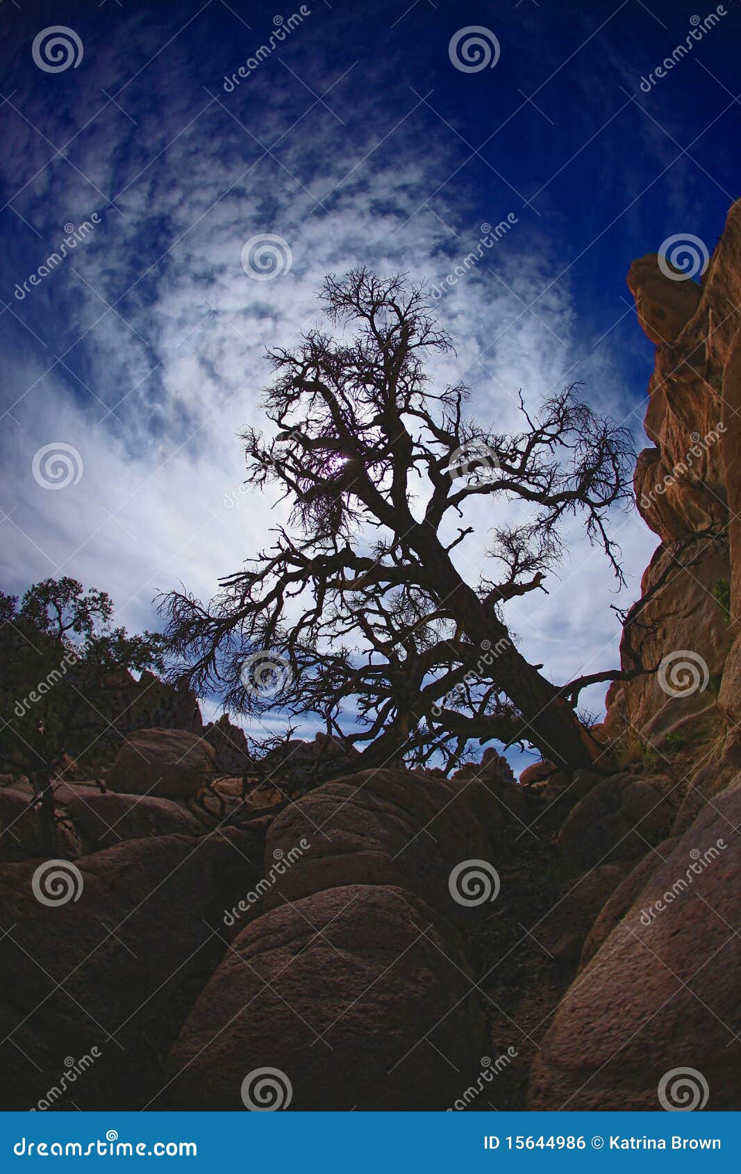 Dramatic Tree in Joshua Tree National Park Stock Photo - Image of ...