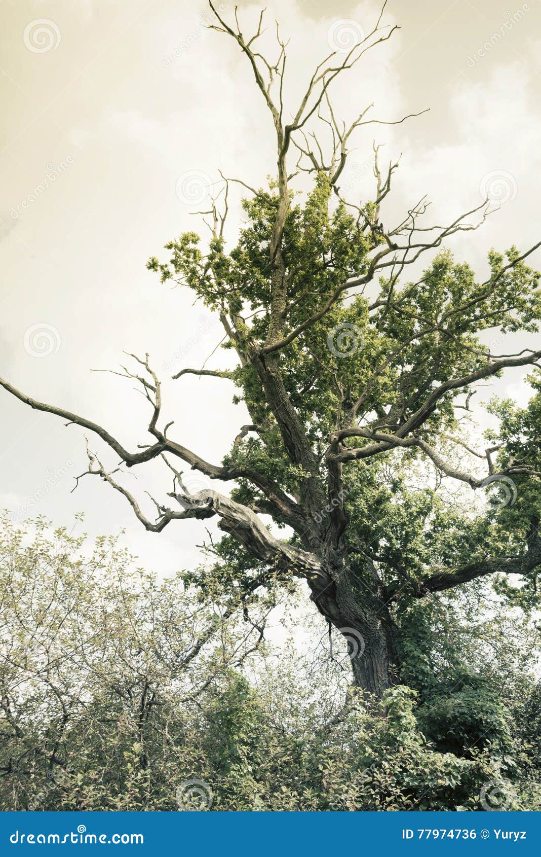 Dramatic tree landscape stock photo. Image of nature - 77974736