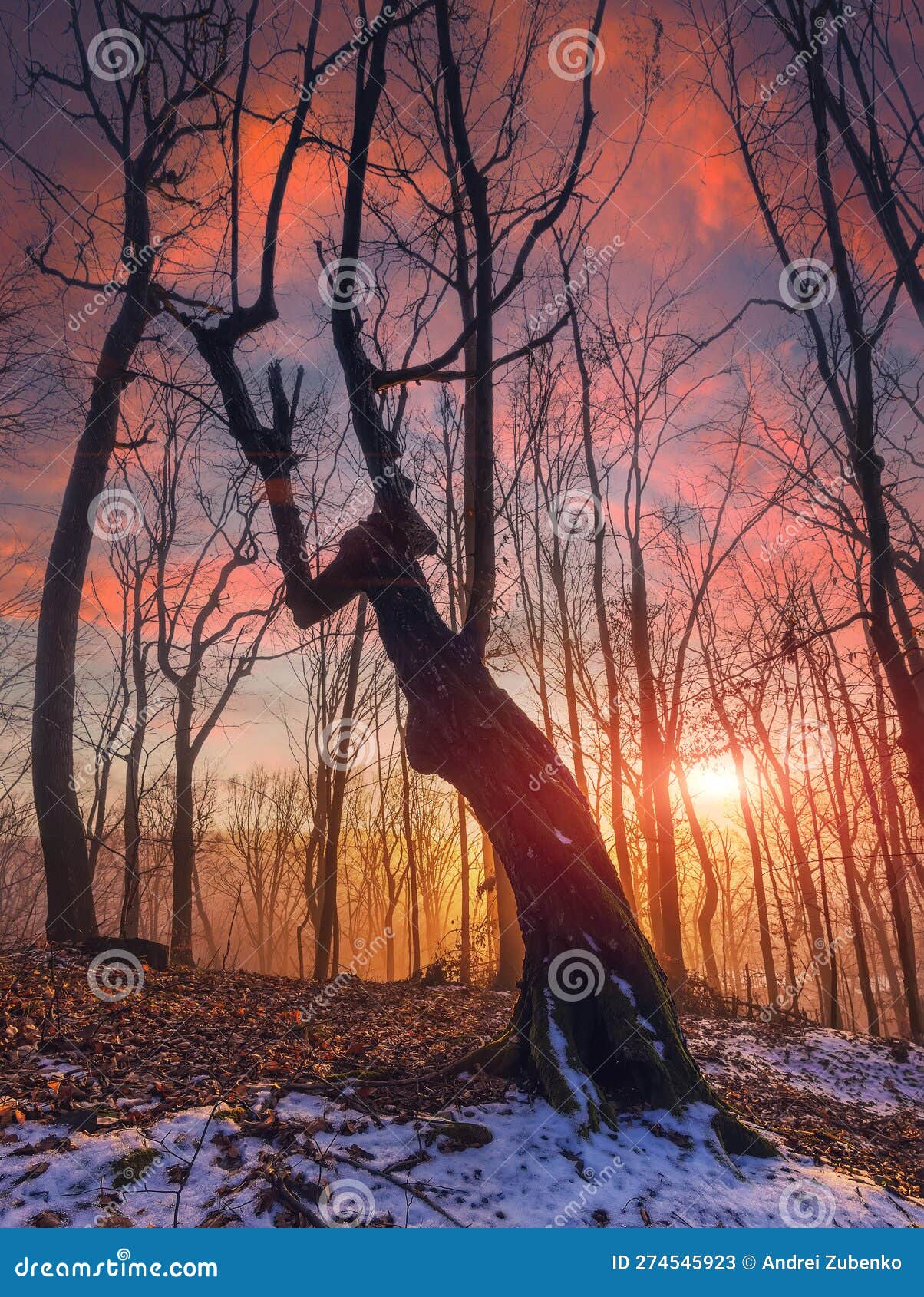 Dramatic Tree at Sunset in Winter Forest Stock Image - Image of dusk ...