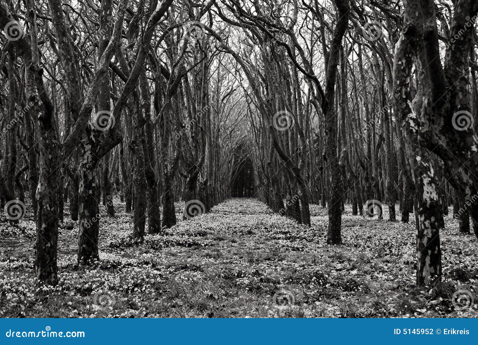 Dramatic trees stock photo. Image of fall, grass, outdoors - 5145952