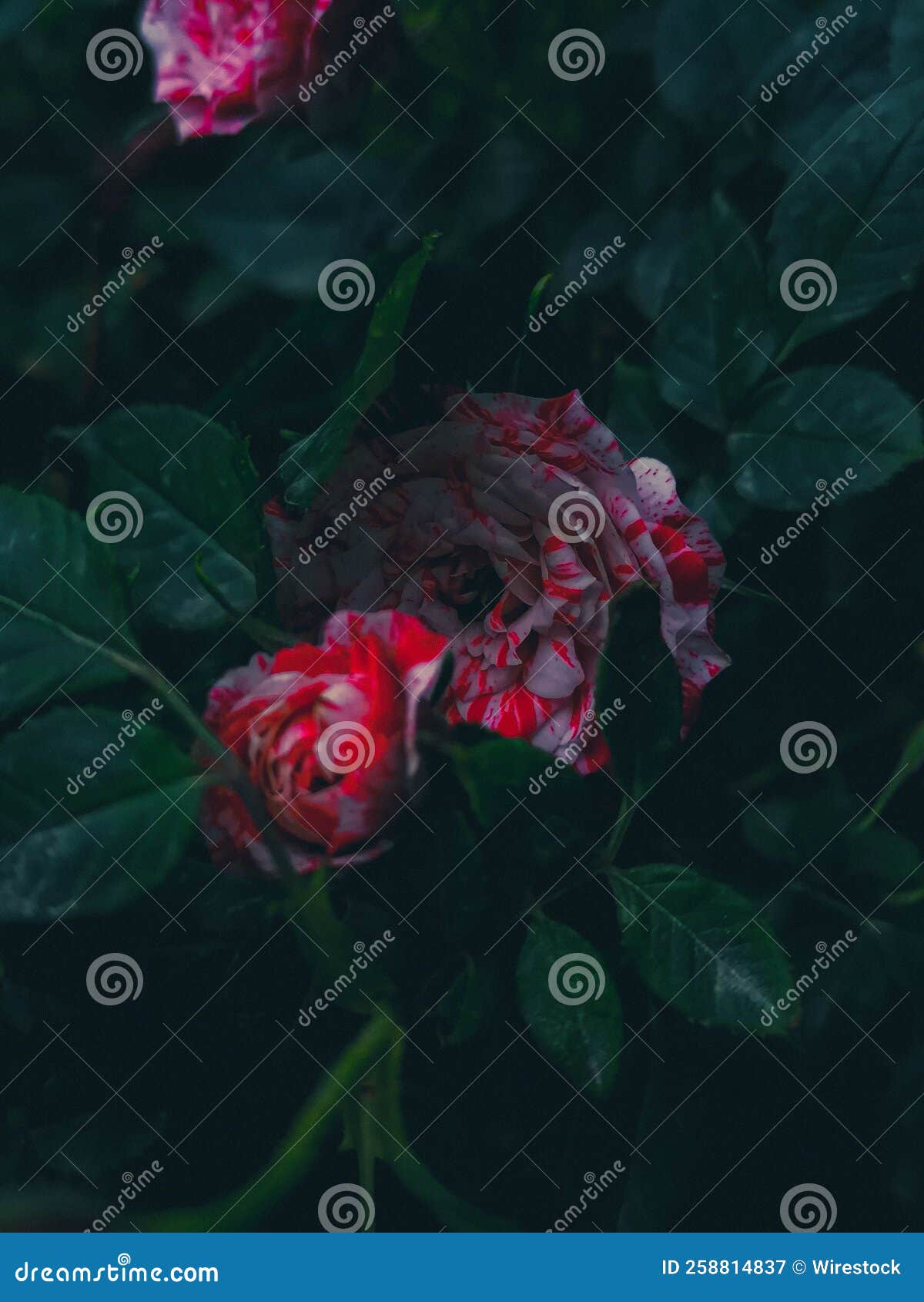 Dramatic Vertical Shot of Pink Rose Flowers Stock Image - Image of ...