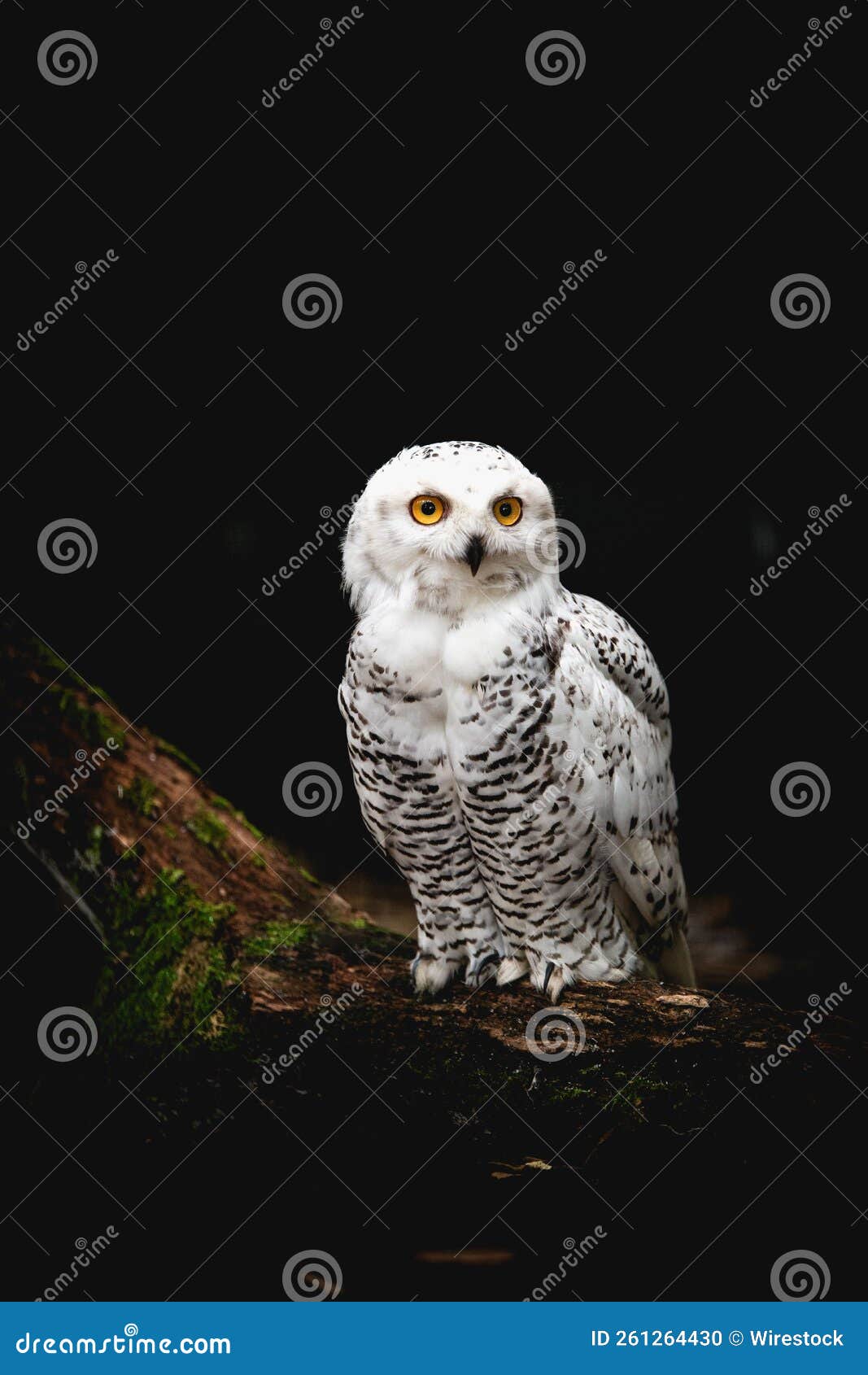 Dramatic Vertical Shot of a White Owl on the Tree Branch in the Woods ...