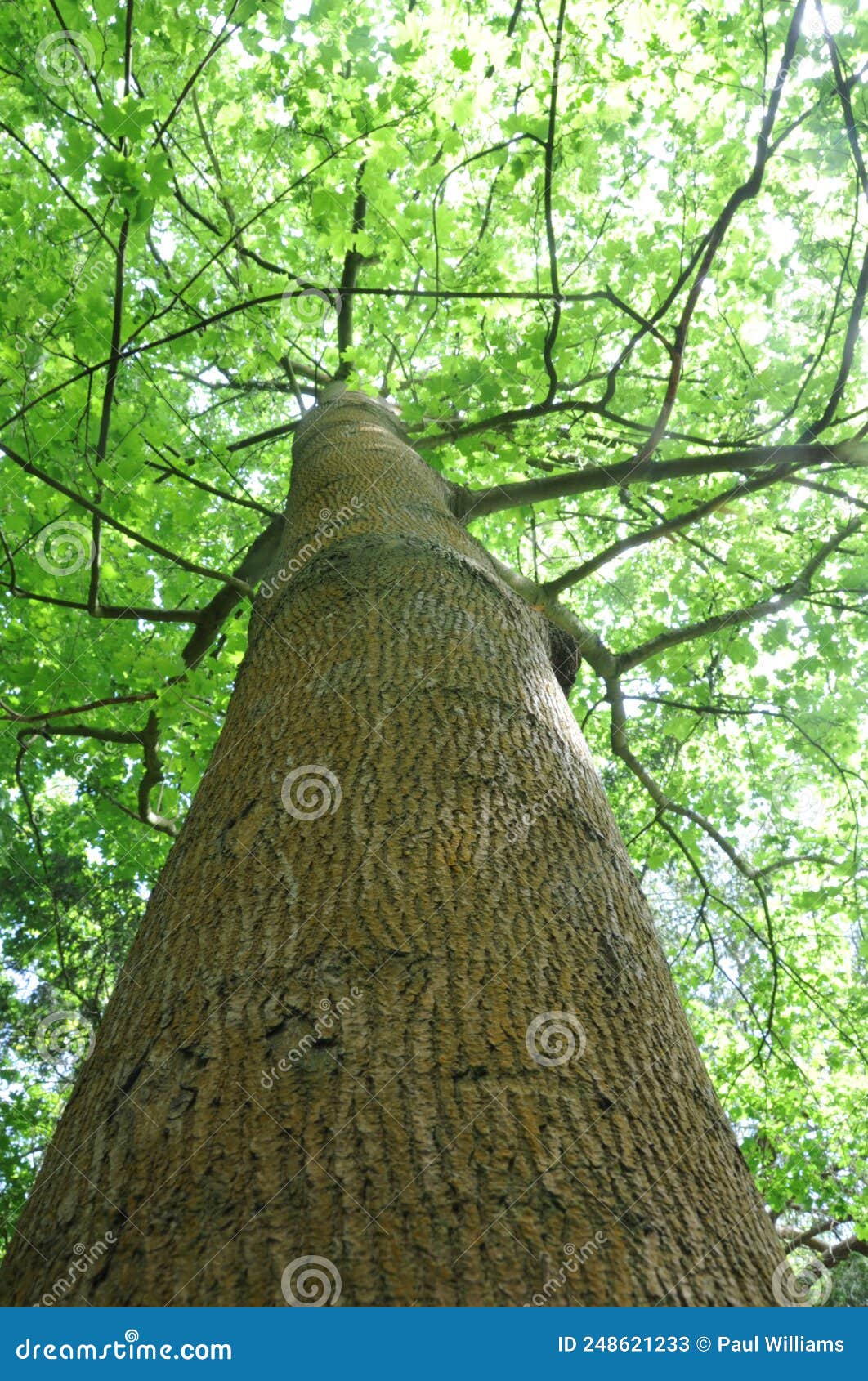 Dramatic Vertical View Up at Tall Slender Tree. Stock Image - Image of ...