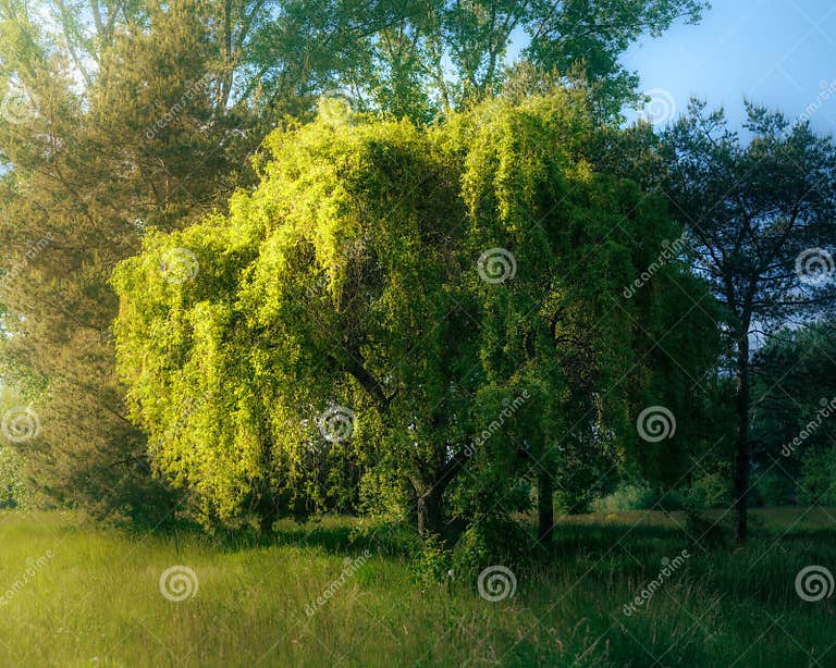 Dramatic View of Beautiful Willow Tree in the Forest Stock Photo ...