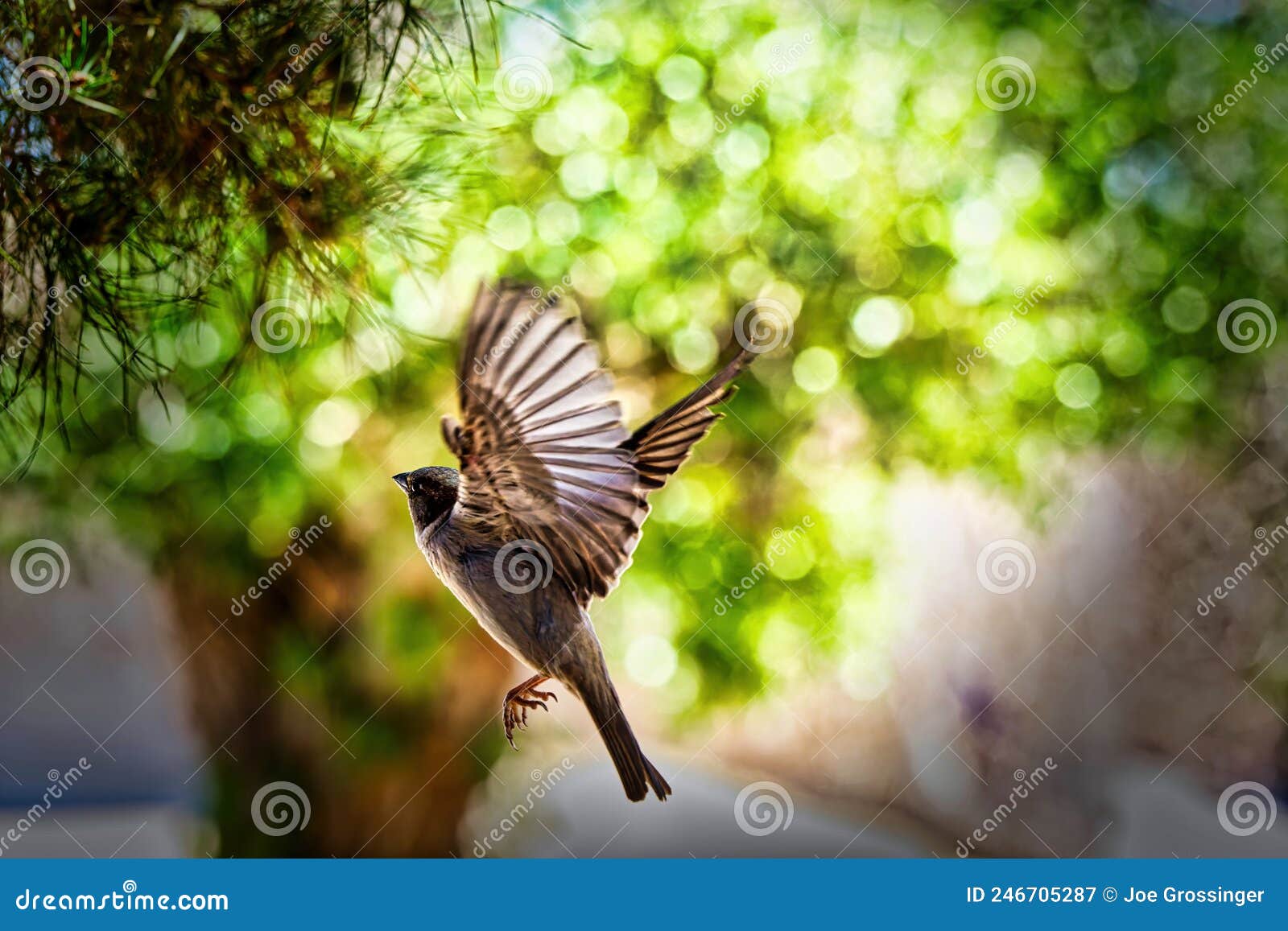 Dramatic View of a Female House Sparrow in Flight Stock Image - Image ...