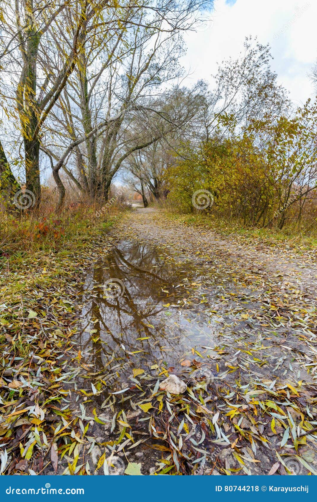 Dramatic View of a Puddle after the Autumn Rain Stock Photo - Image of ...