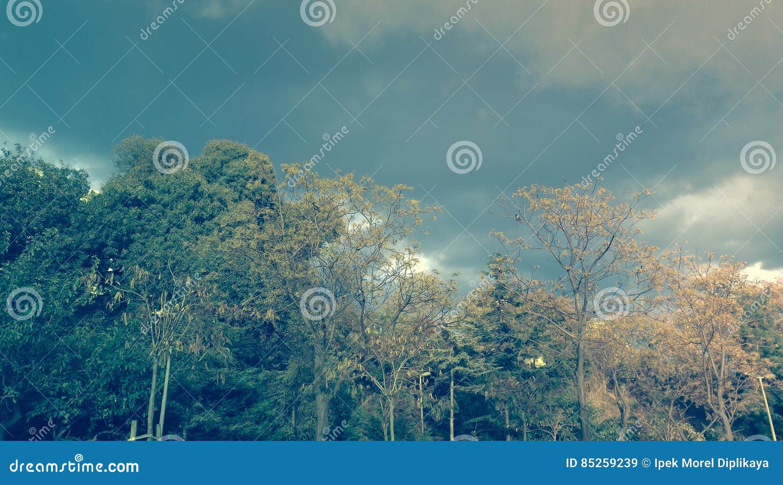 Dramatic View of the Trees and a Cloudy Sky Stock Image - Image of ...