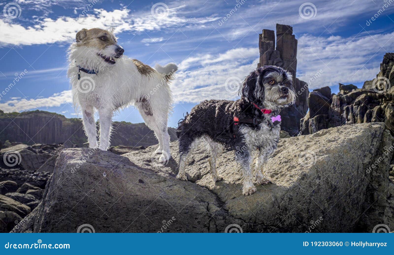 Dramatic View of Two Dogs on Adventure Exploring Rocks at Old Quarry ...