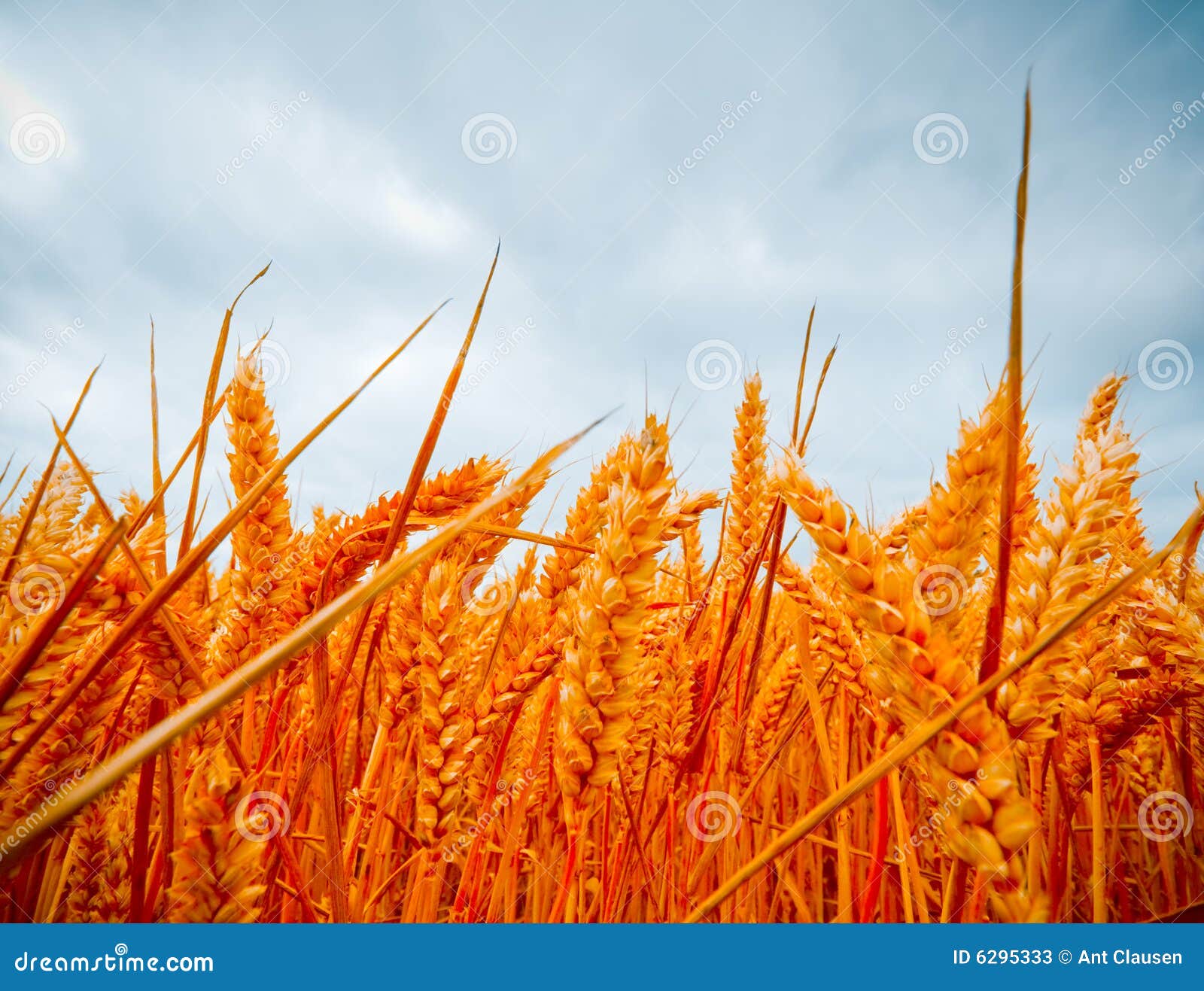 Dramatic View of Wheatfields Stock Image - Image of autumn, range: 6295333