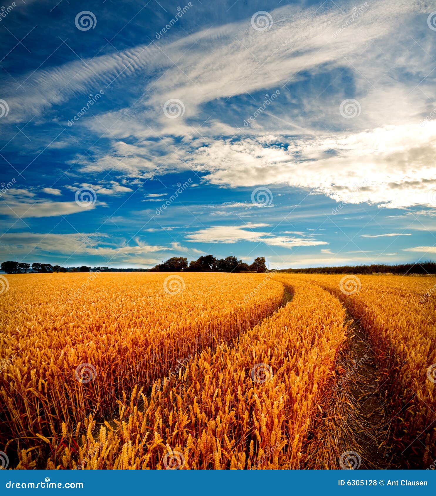 Dramatic View of Wheatfields Stock Photo - Image of tourism, july: 6305128