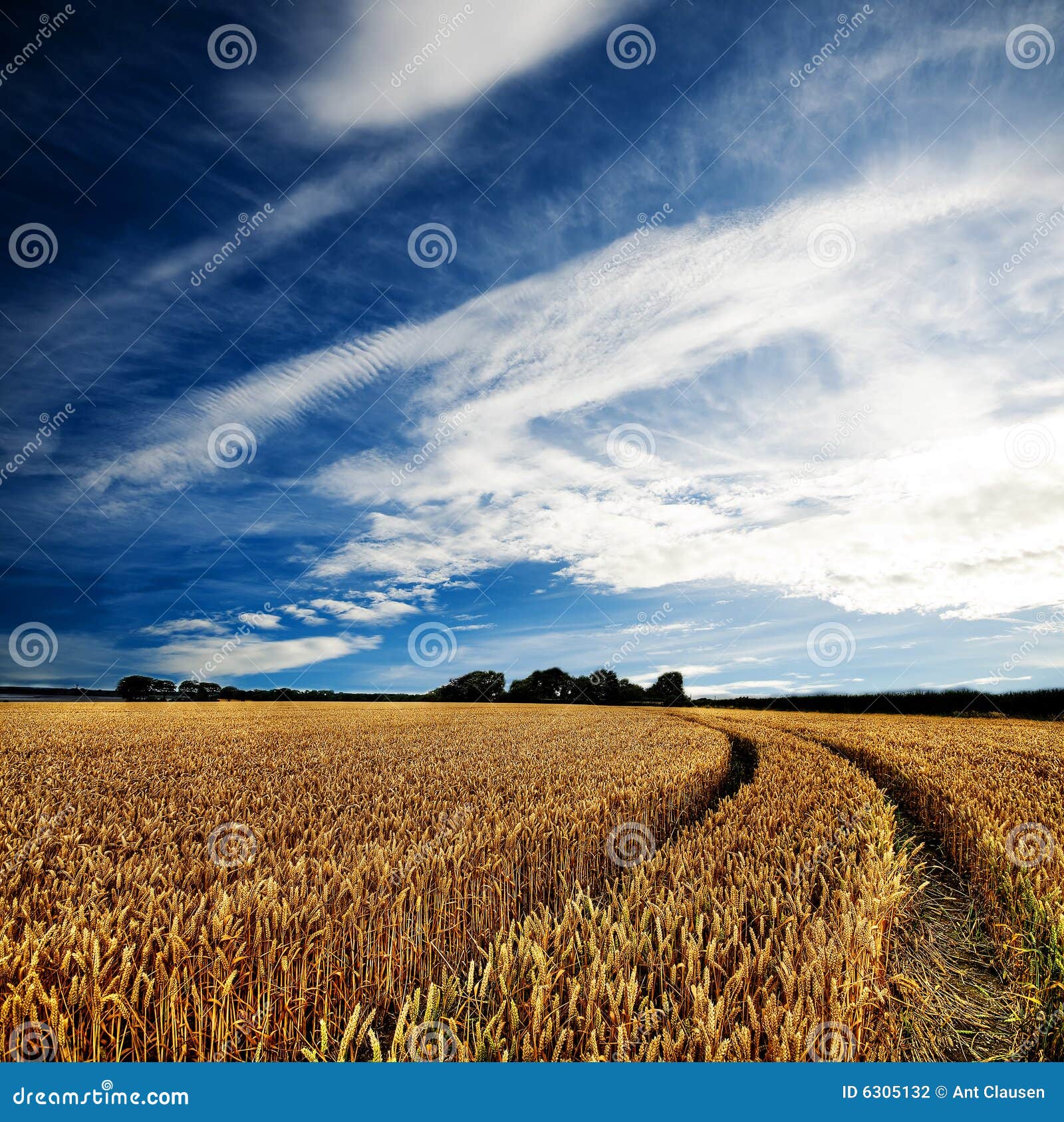 Dramatic View of Wheatfields Stock Photo - Image of autumn, england ...