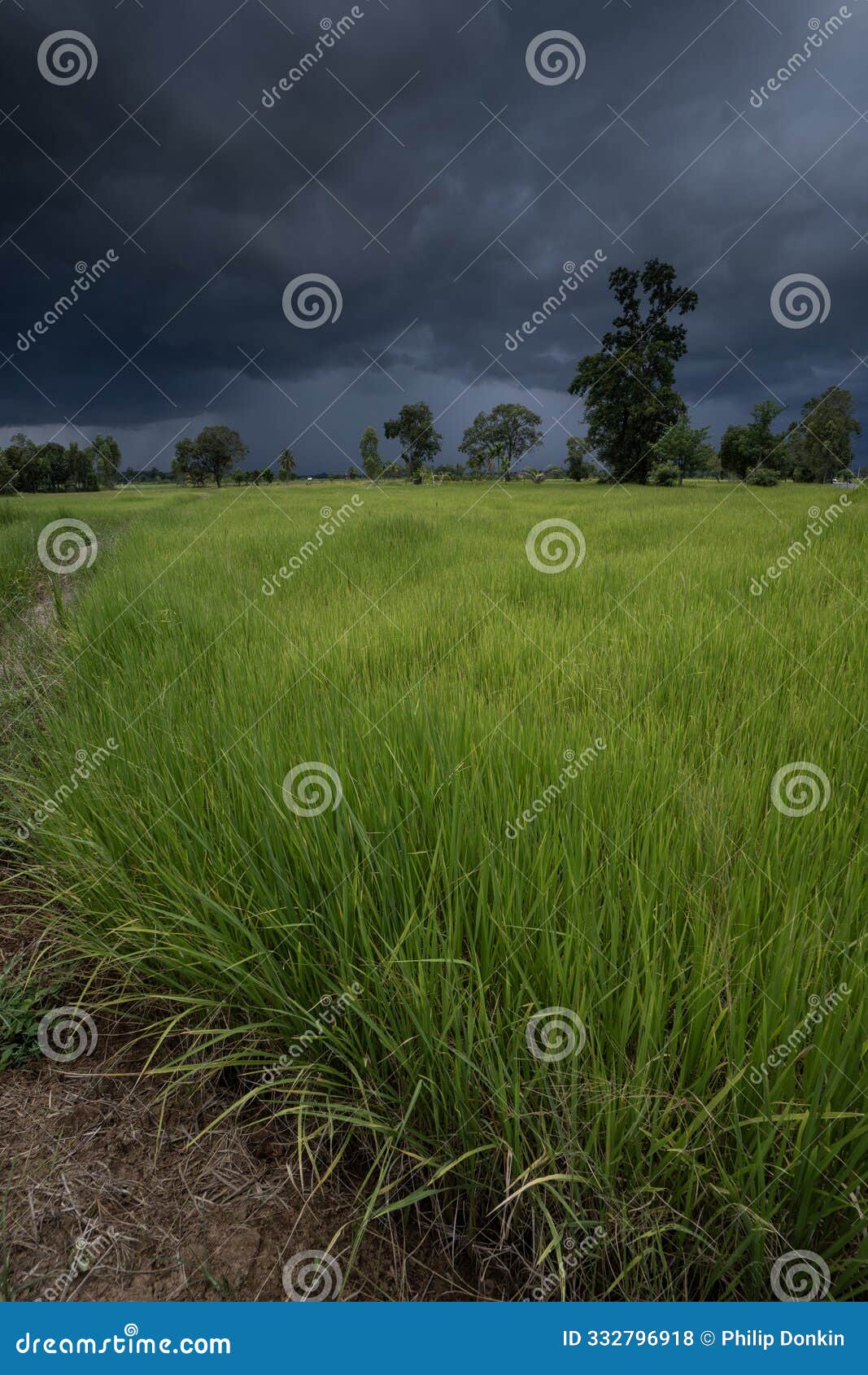 Dramatic Weather Clouds Forming Over Rice Fields during Rainy Season ...