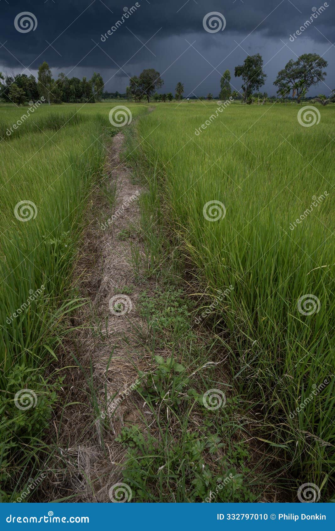 Dramatic Weather Clouds Forming Over Rice Fields during Rainy Season ...