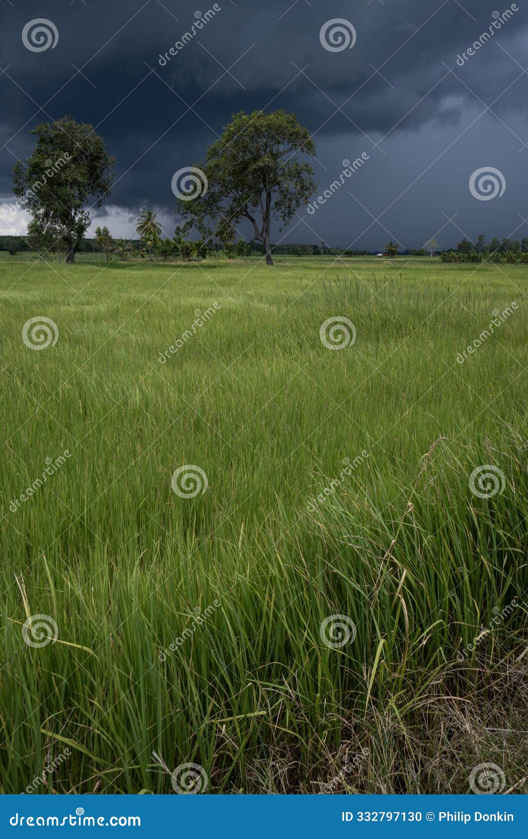 Dramatic Weather Clouds Forming Over Rice Fields during Rainy Season ...