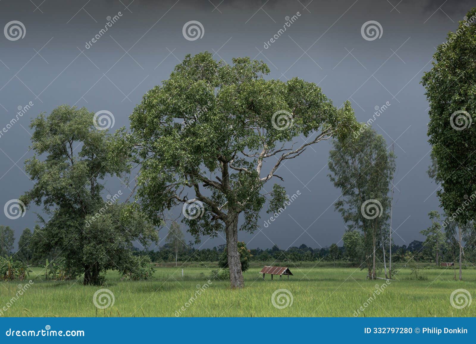 Dramatic Weather Clouds Forming Over Rice Fields during Rainy Season ...