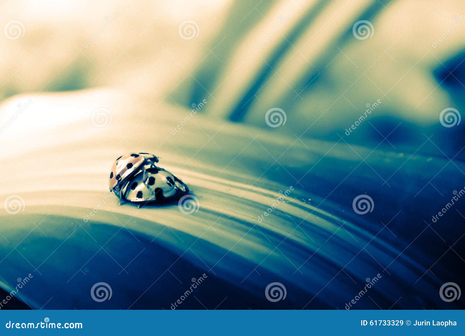 Dramatic wedding lady bug stock image. Image of world - 61733329
