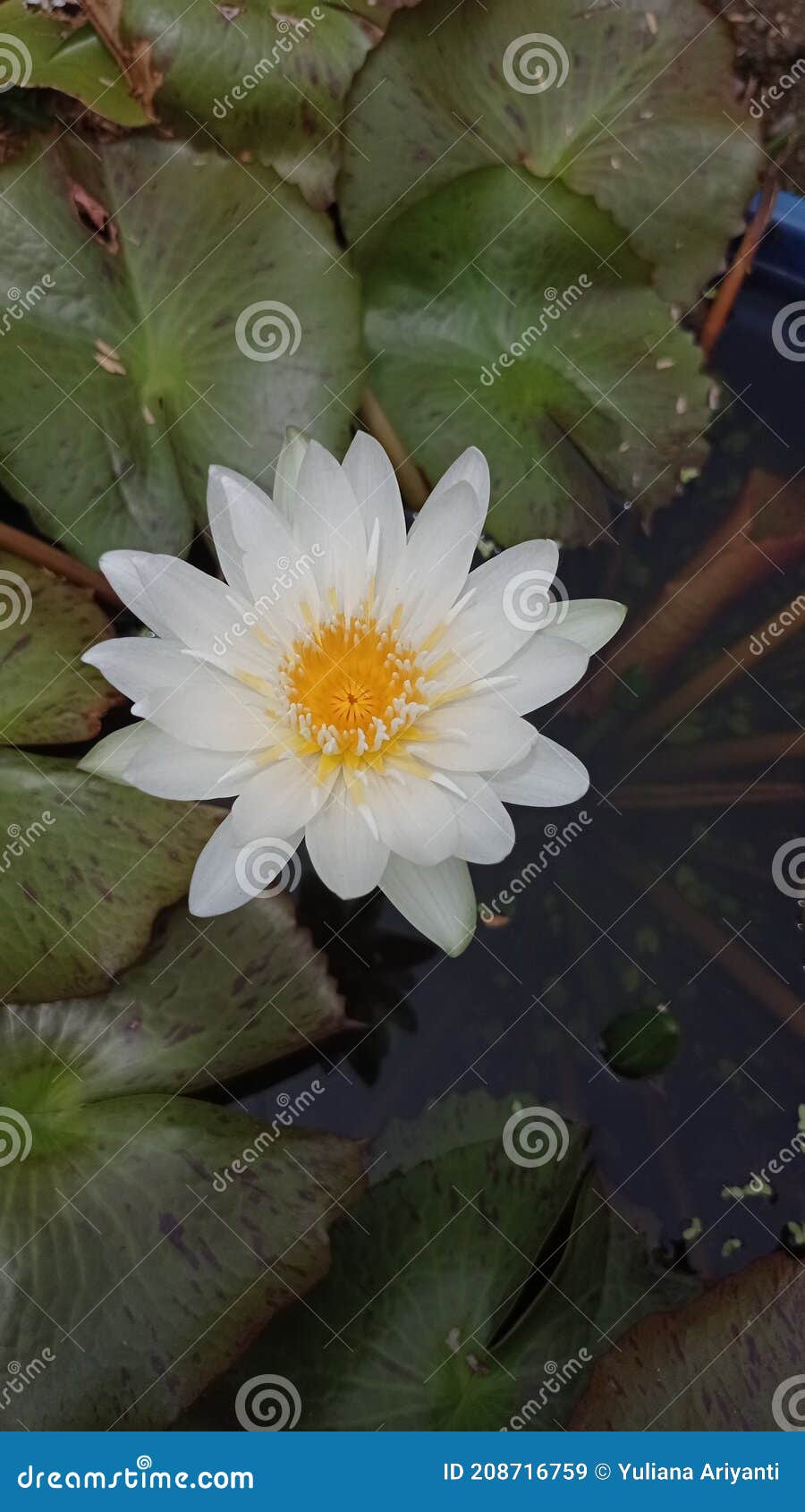 Dramatic white Lotus stock image. Image of leaf, lotus - 208716759