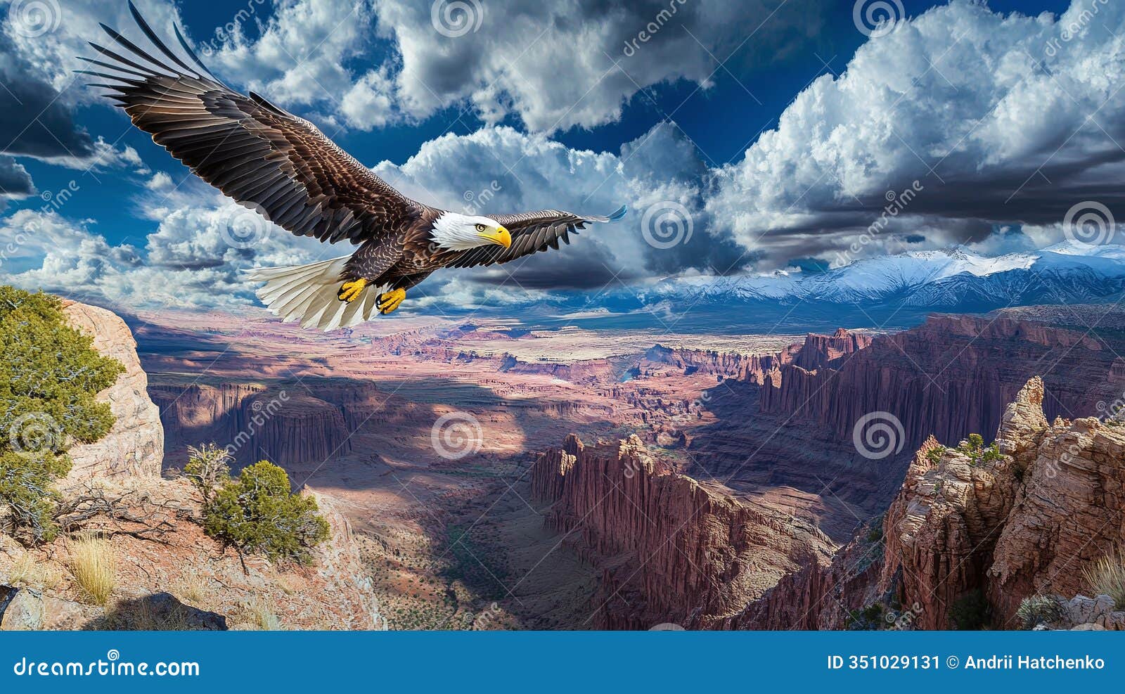 A Dramatic Wildlife Scene of an Eagle Soaring Over a Canyon. Stock ...