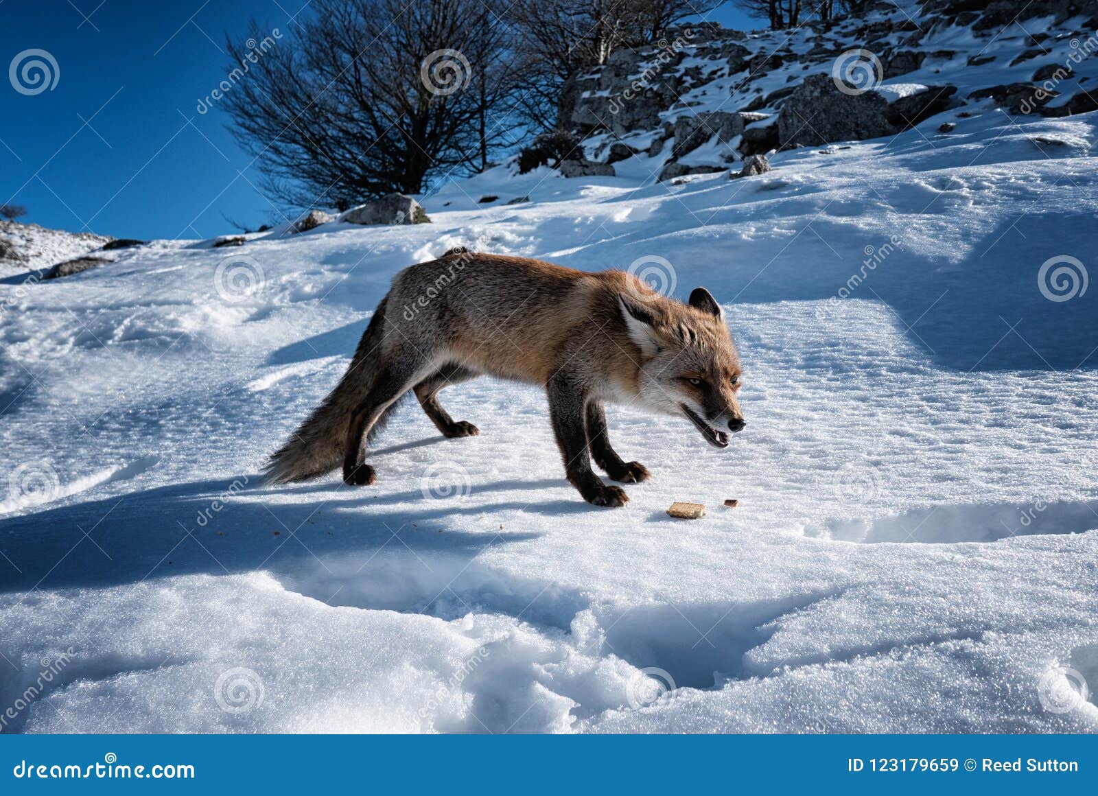 Dramatische Poolvos Die Voedsel Eten Stock Afbeelding - Image of snack ...