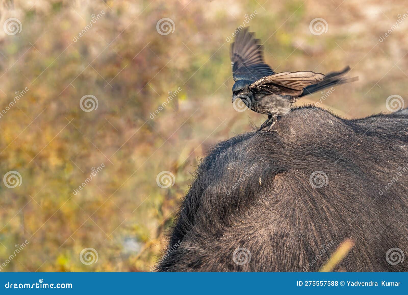A Drango Enjoying Ride on a Buffalo Stock Photo - Image of countryside ...