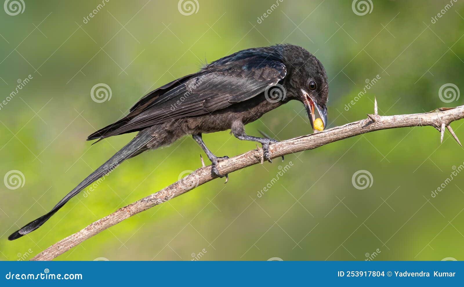 A Drango with a Food in His Beak Stock Photo - Image of blackbird ...