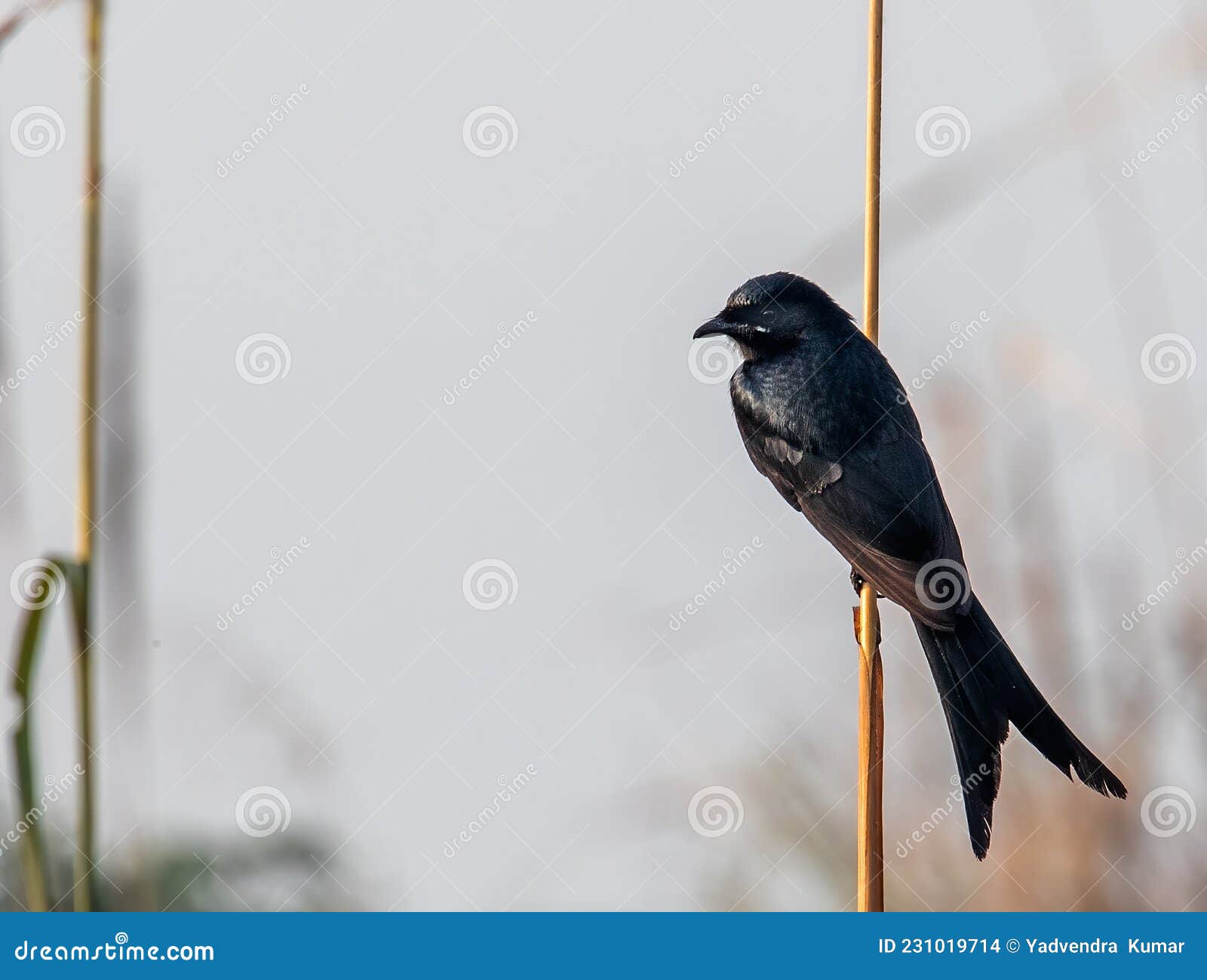 Drango hanging on a branch stock photo. Image of selective - 231019714