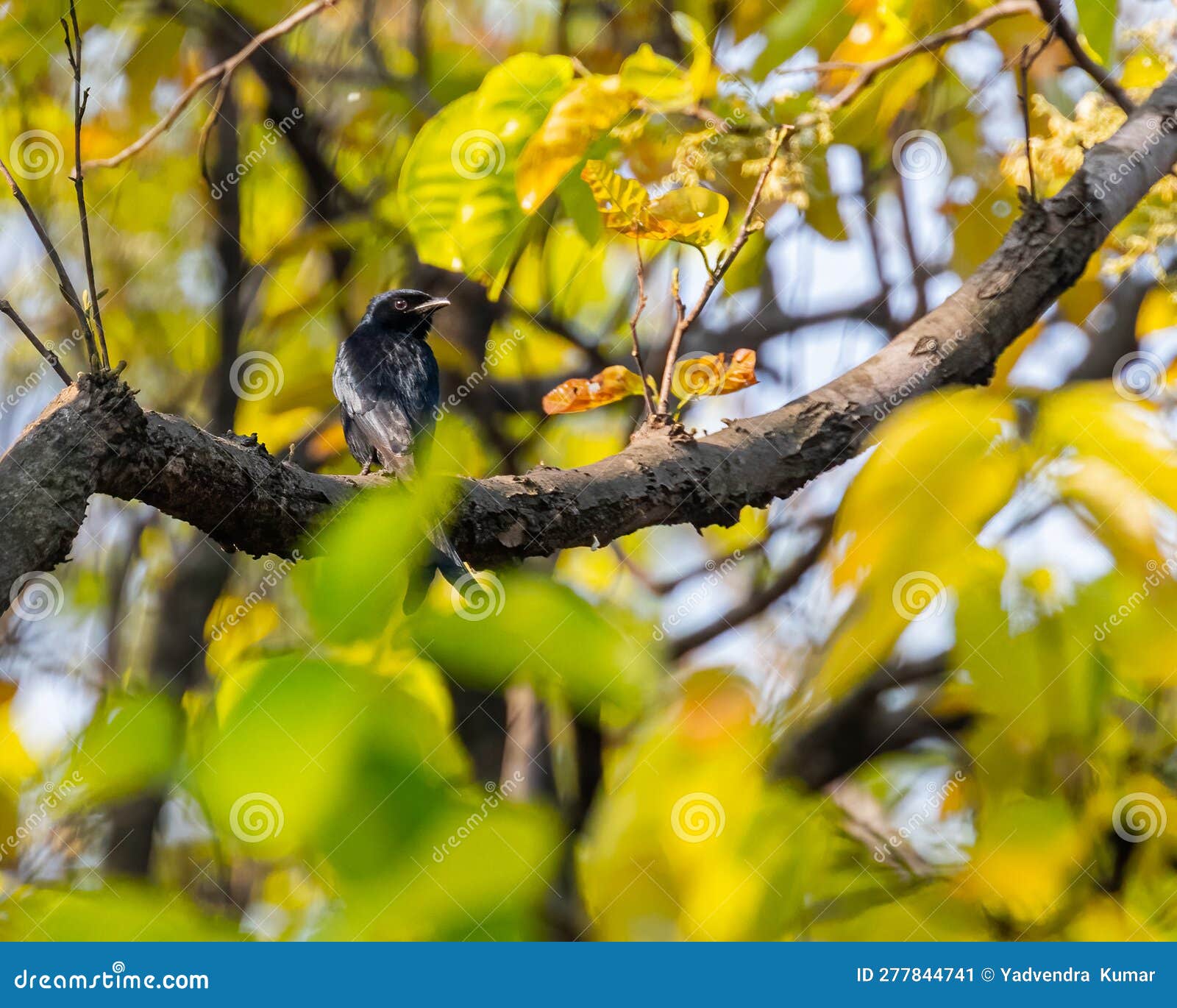 A Drango Looking back stock image. Image of branch, asia - 277844741