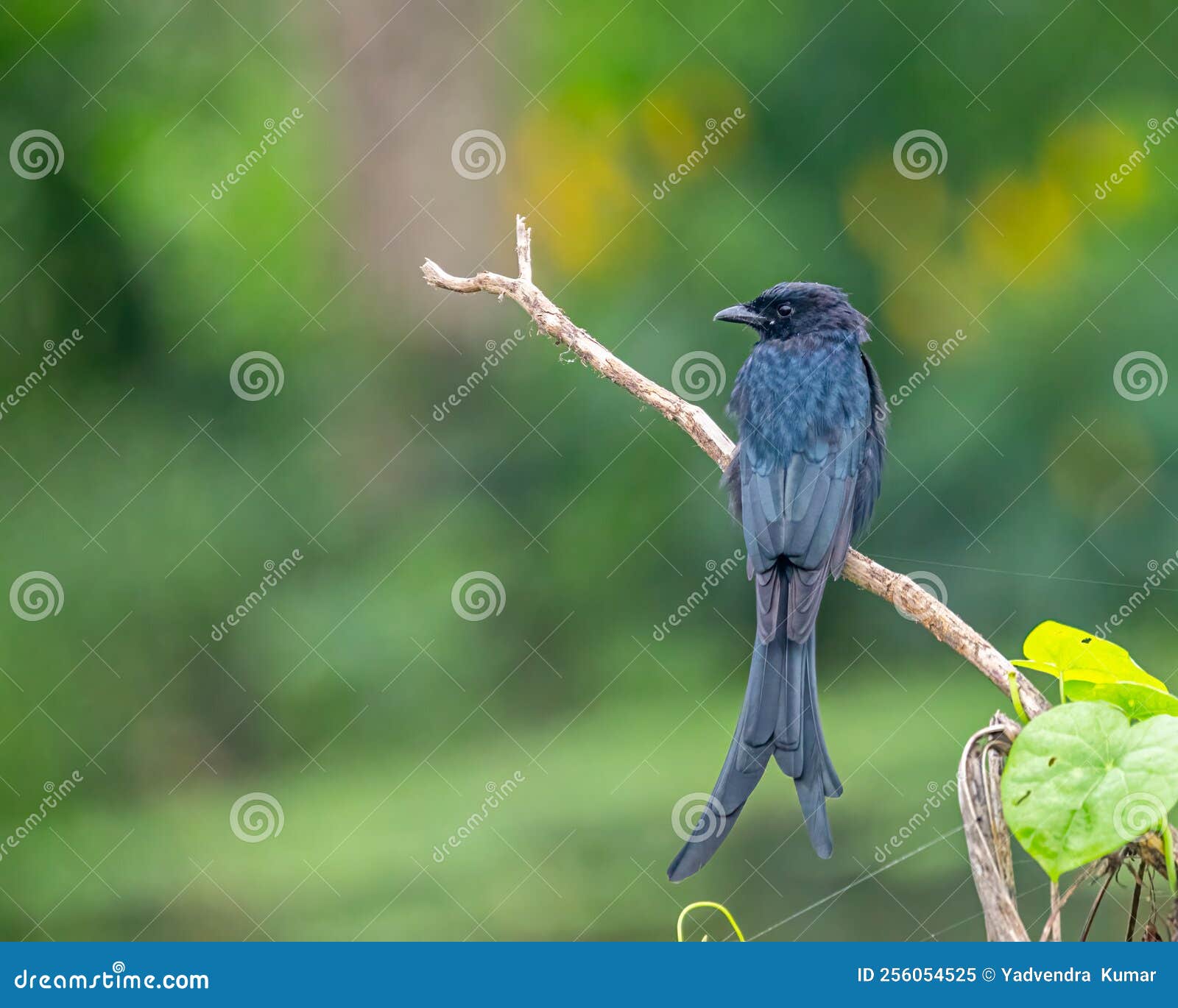 A Drango Perching on a Branch Stock Image - Image of countryside ...