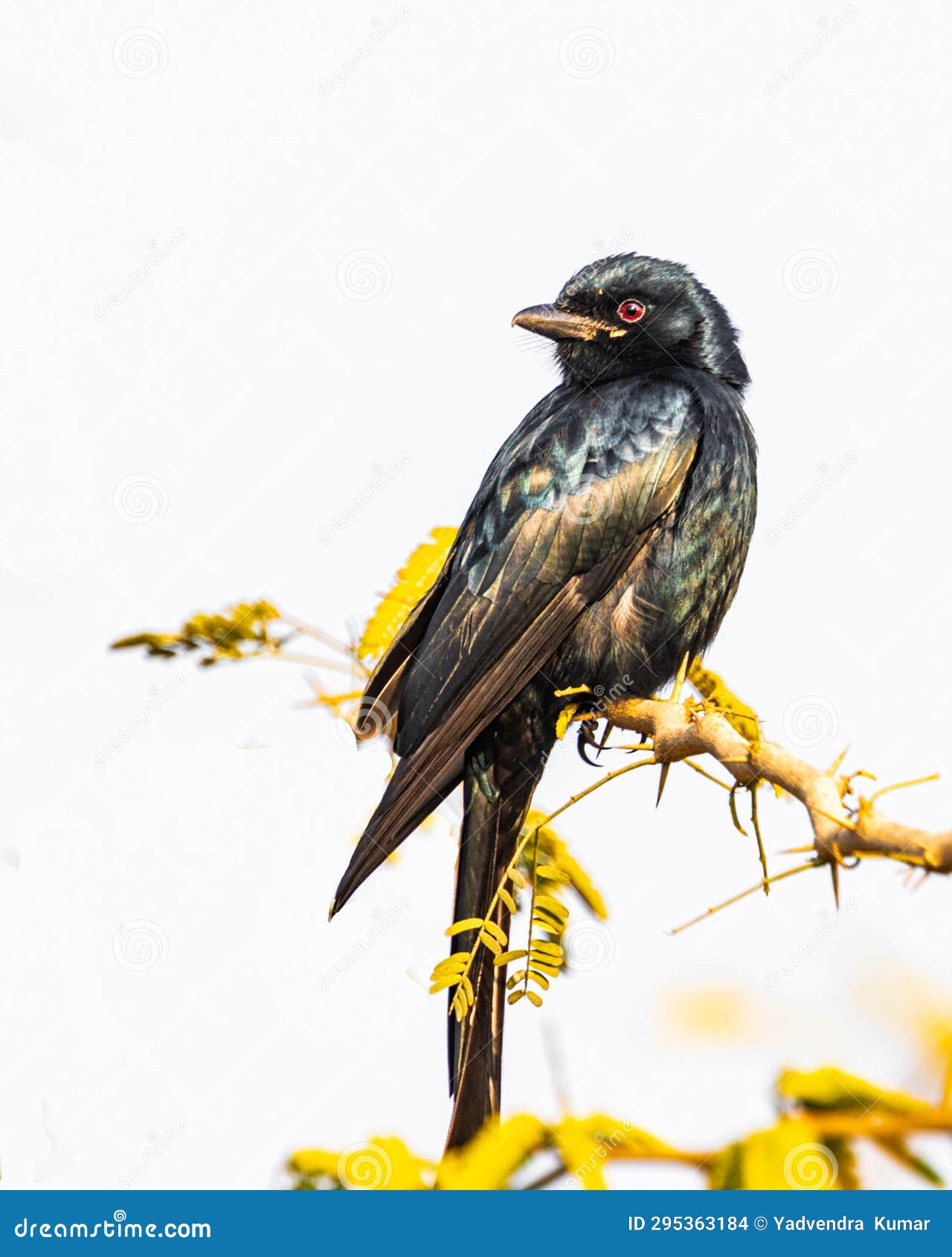A Drango stock photo. Image of avian, starling, wild - 295363184