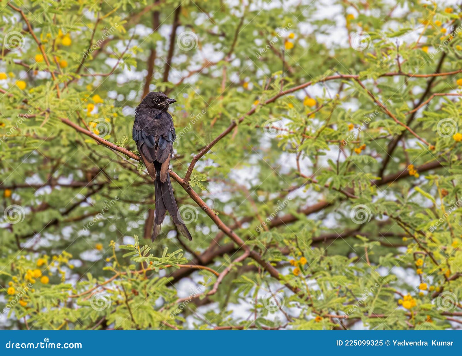 Drango resting on a tree stock image. Image of avian - 225099325