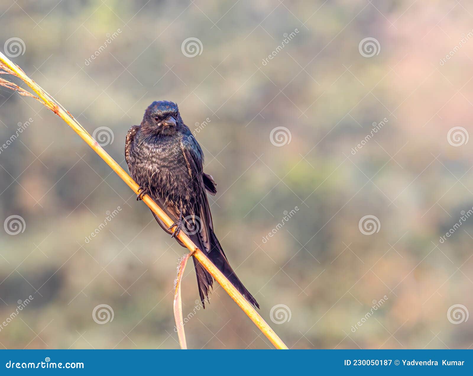 Drango sitting on a branch stock image. Image of white - 230050187