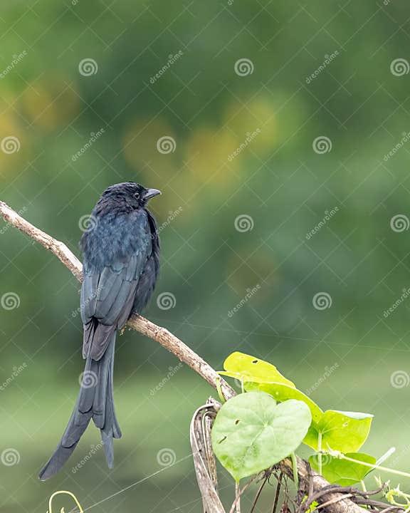 A Drango Sitting on a Branch Stock Photo - Image of green, branch ...