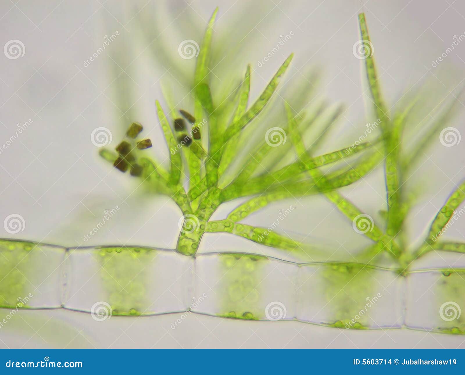 Microscopic Algae Star Duckweed Or Lemna Trisulca Or Staurogeton ...